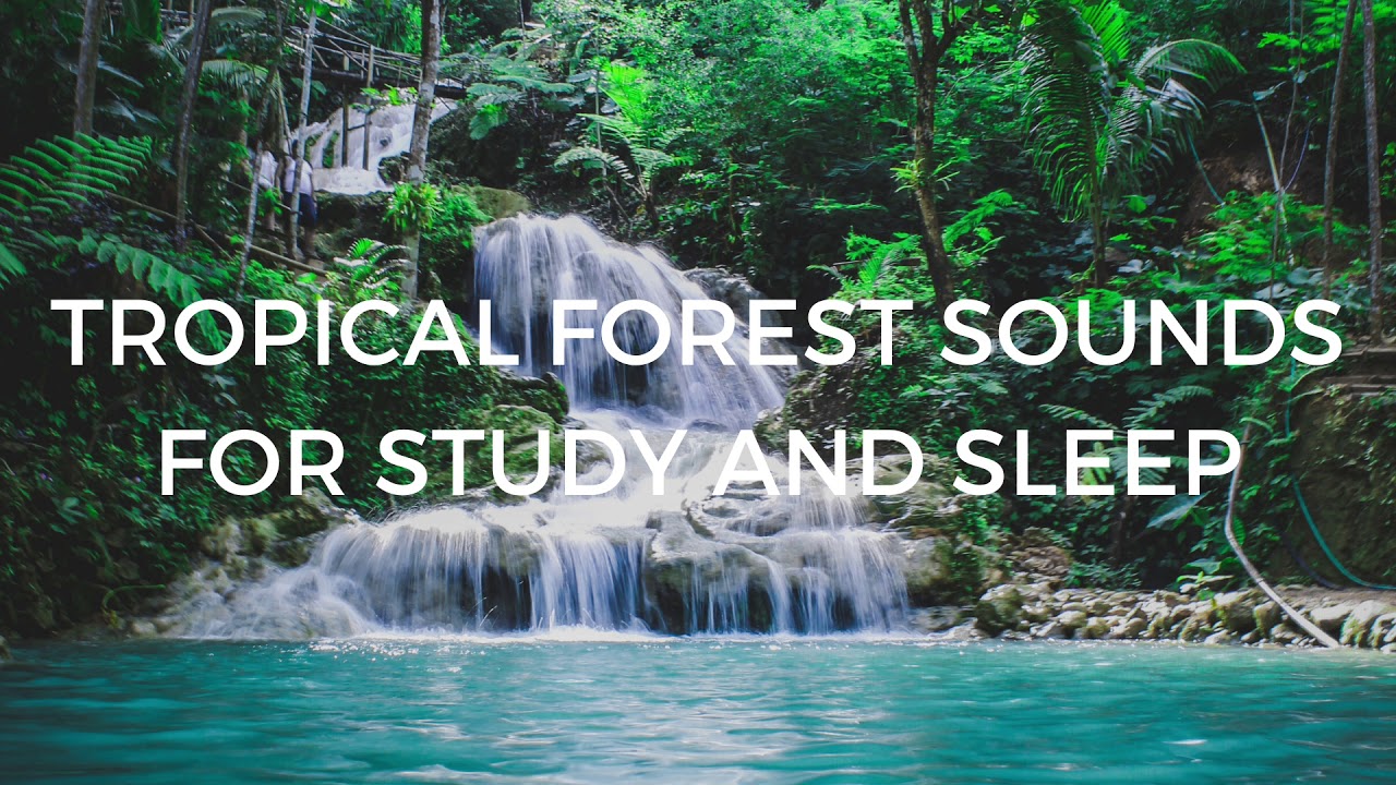 Tropical Forest Sounds for Study and Sleep - YouTube
