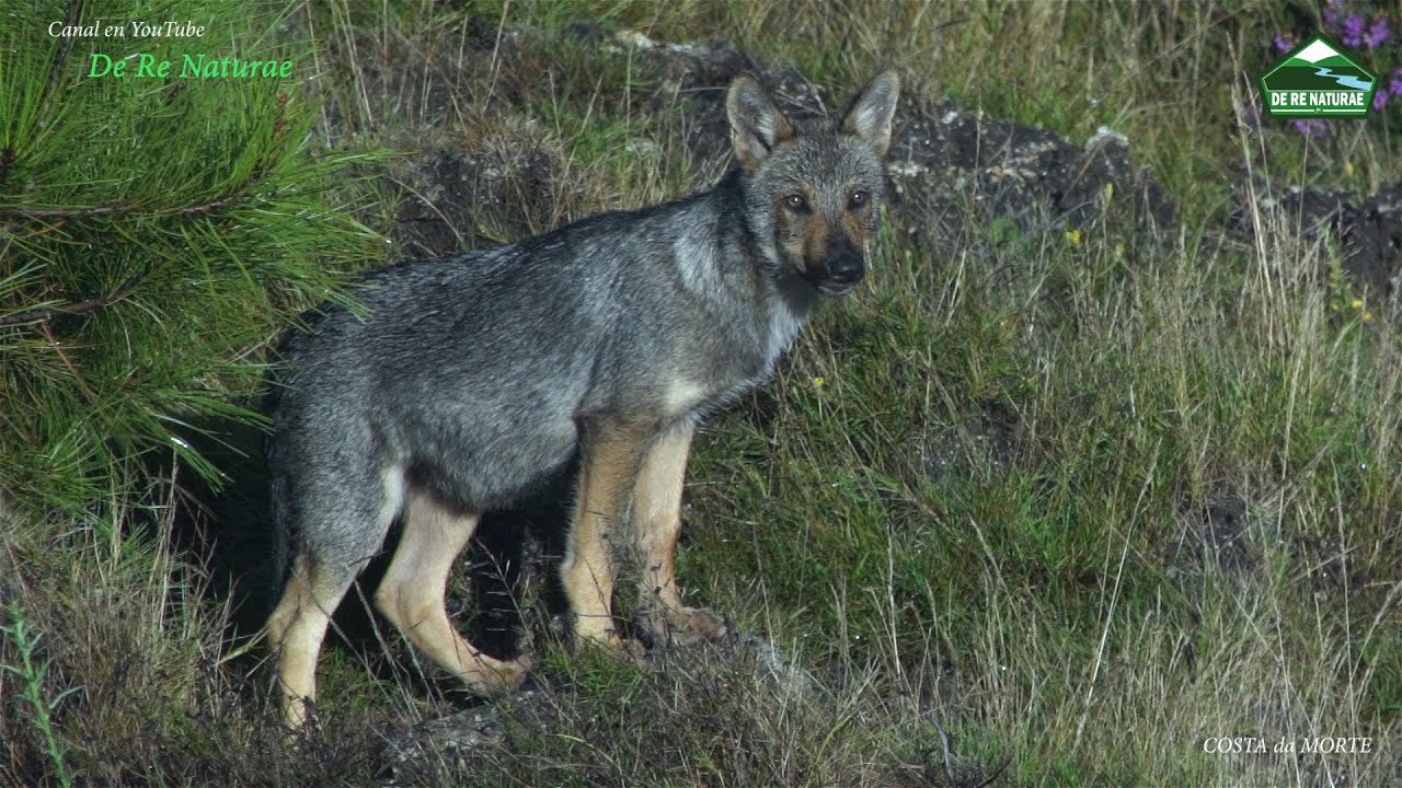 COSTA DA MORTE, O LOBO: O lobo no verán - YouTube