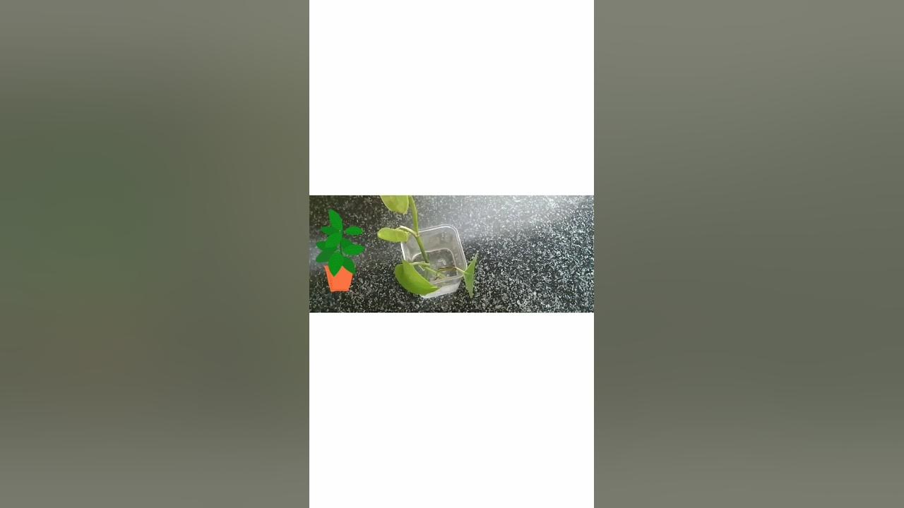 Plastic Container Re-use Ideas - YouTube