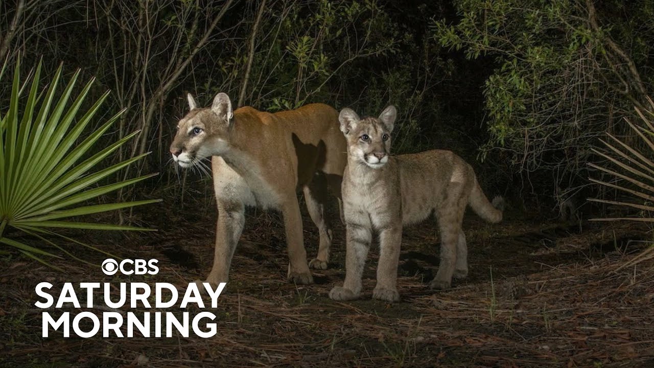 Florida panther on the brink of extinction makes a comeback - YouTube