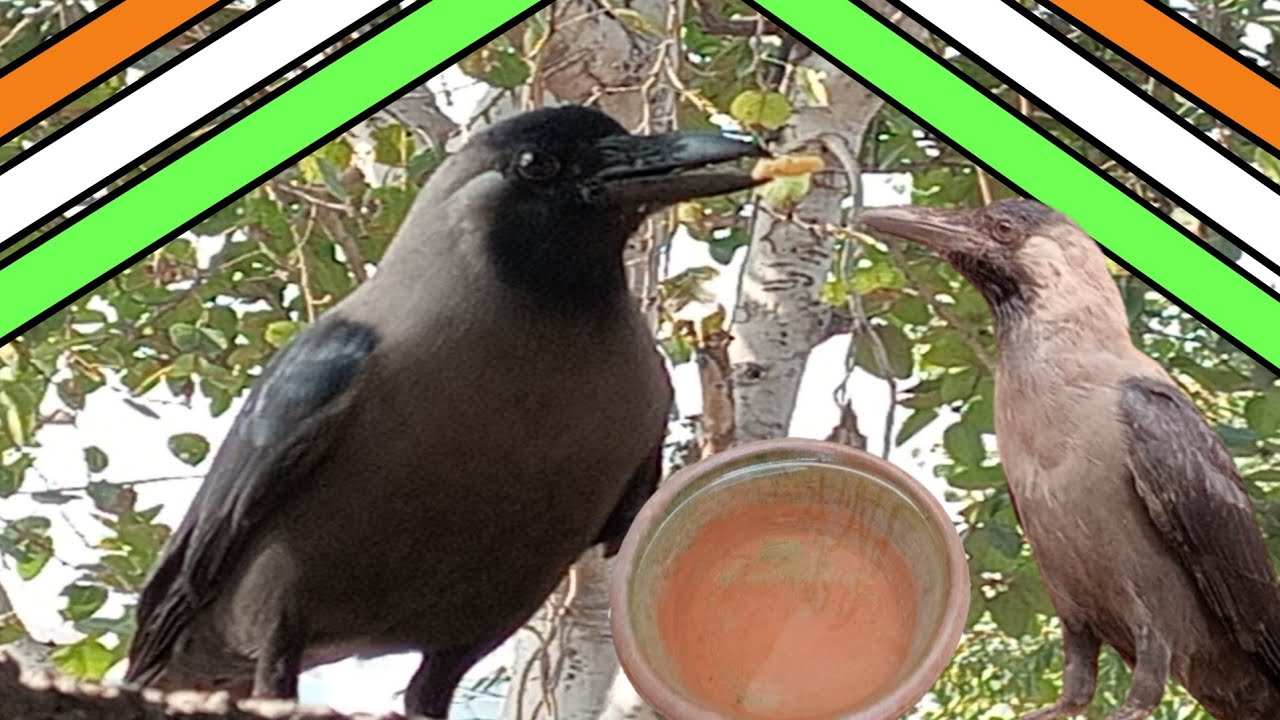 Natural Crow Sound And Birds Sound | Crow Sound Crow Ki Awaz | - YouTube