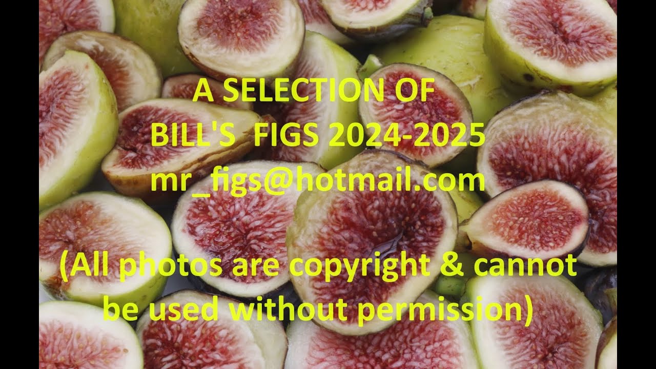 mr_figs 2024-2025 - YouTube
