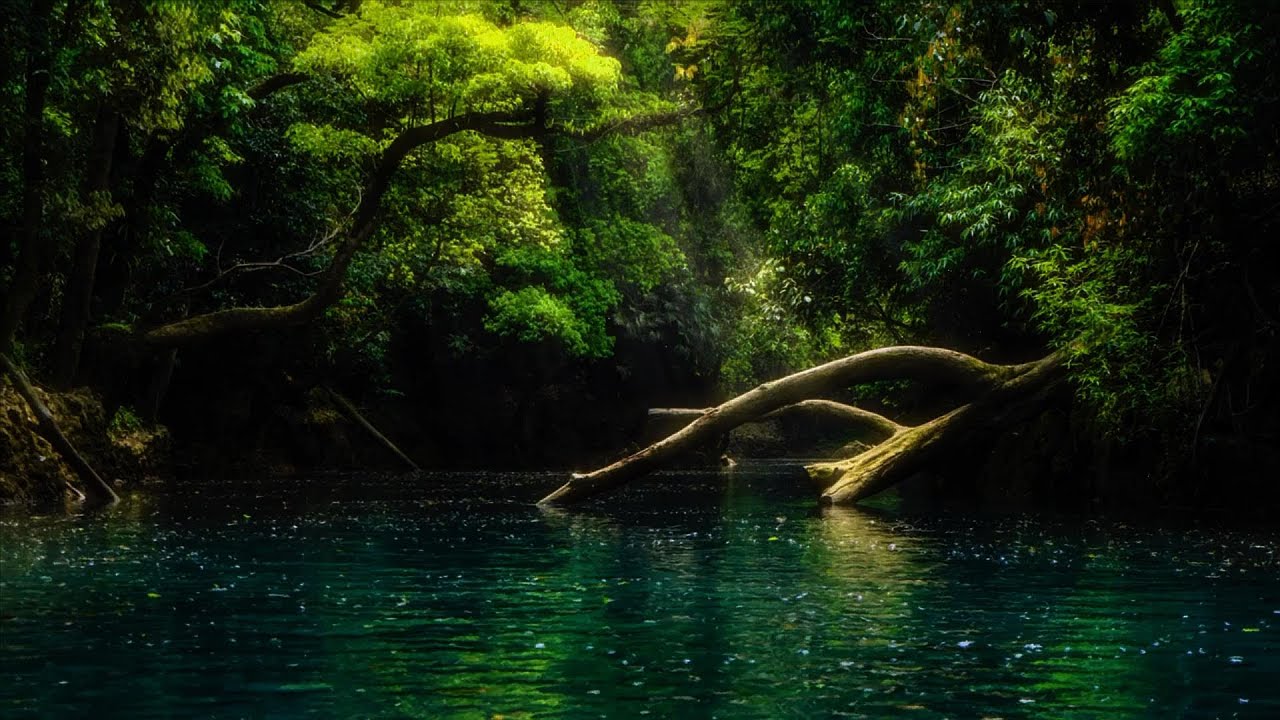 Relax, Unwind and sooth your mind with Calming, Deep Zen Scene & Music ...