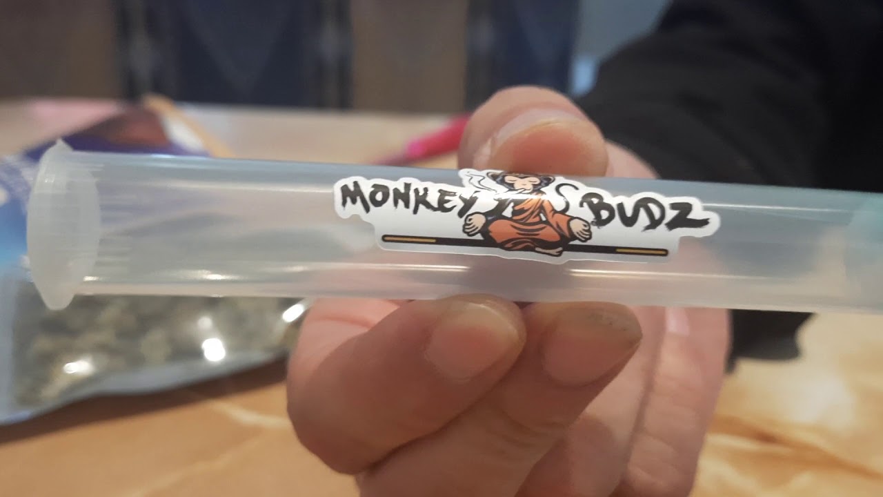 monkey buds round 2 - YouTube