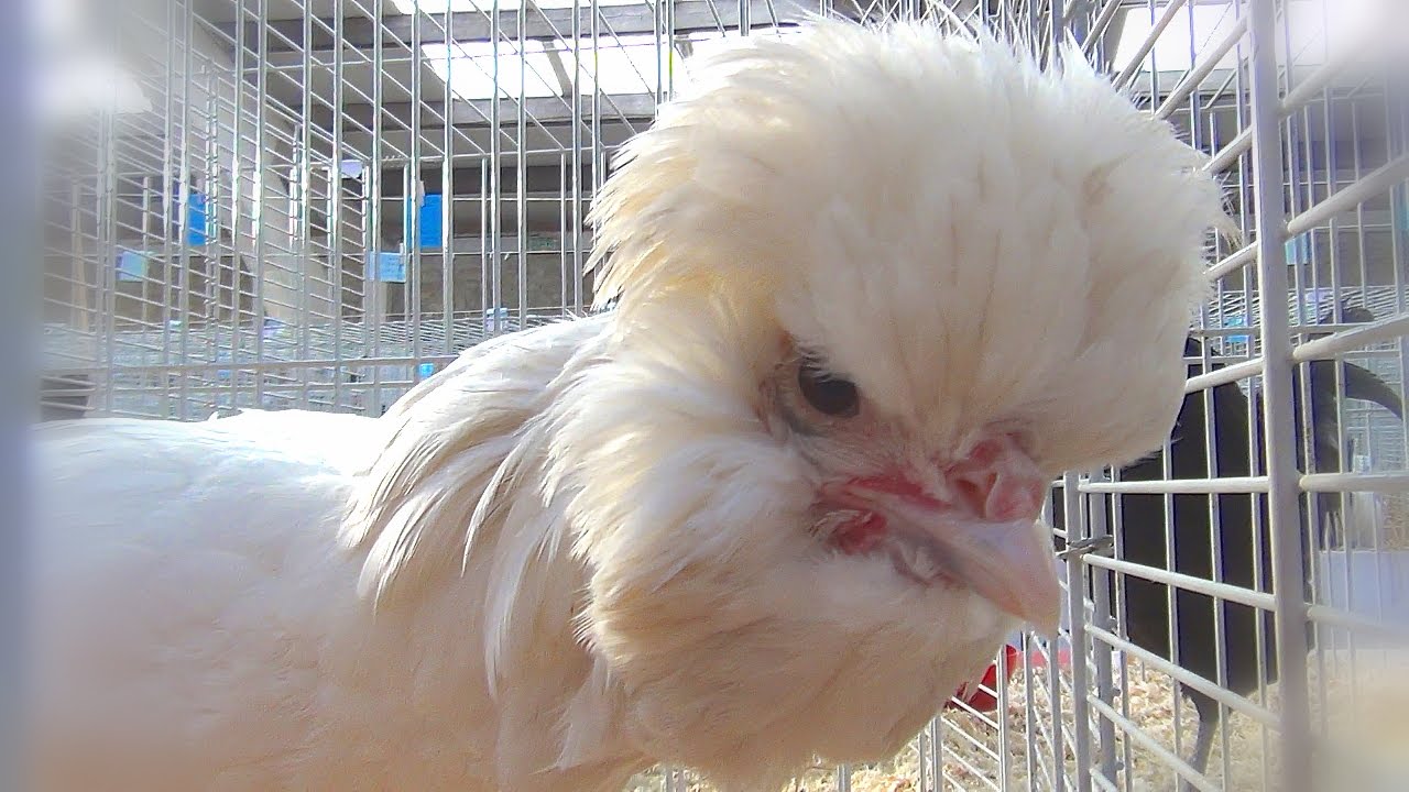 Crevecoeur Chicken