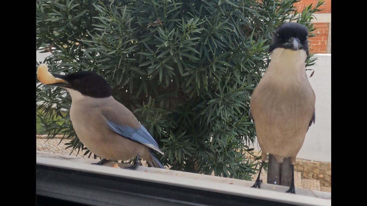 Iberian Magpies at our window in Portugal, Algarve Living - YouTube