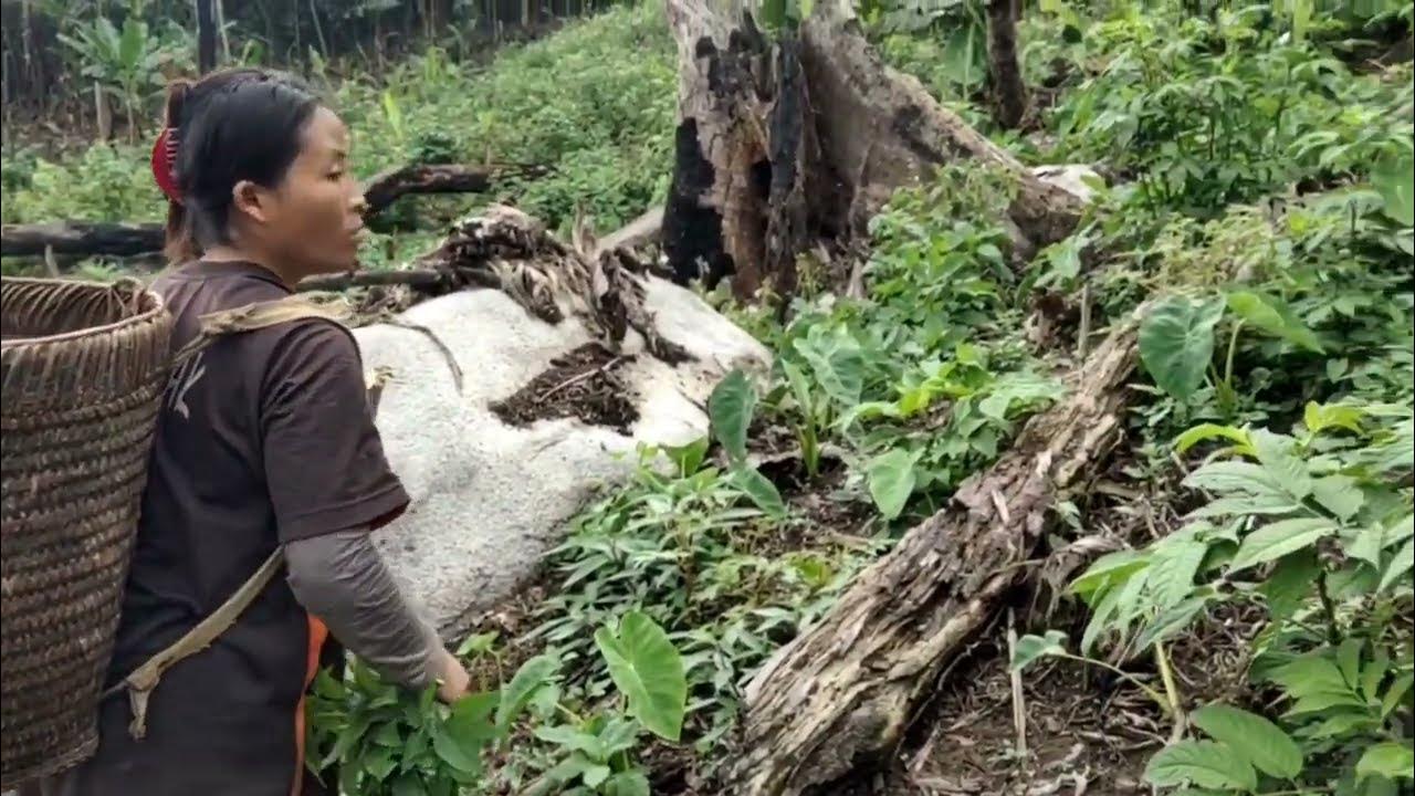 hnub no mus xyuas nyuj 26/5/2023 - YouTube