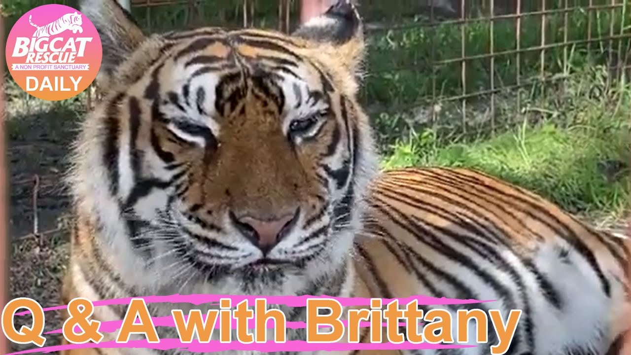 Big Cat Rescue LIVE Q&A with Brittany at Big Cat Rescue 07 20 2022 ...