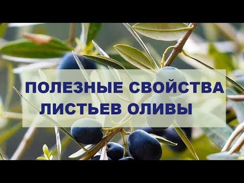 Листья оливы - полезные свойства. Стоит ли купить Экстракт листьев ...