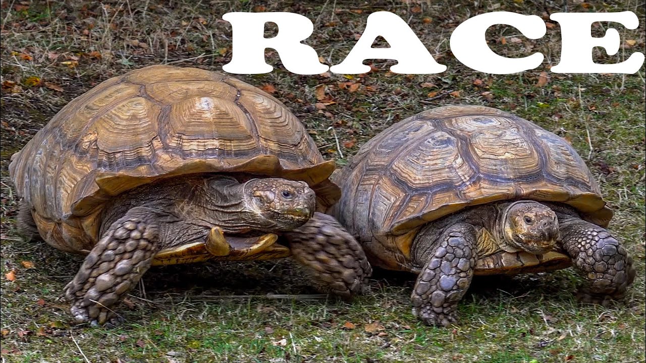 Giant Tortoises Race 4K - YouTube