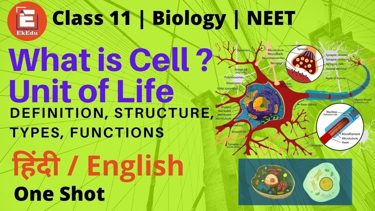 What Is Cell Hindi English Biology Class 11 One shot what-is-cell-hindi-english-biology-class-11-one-shot