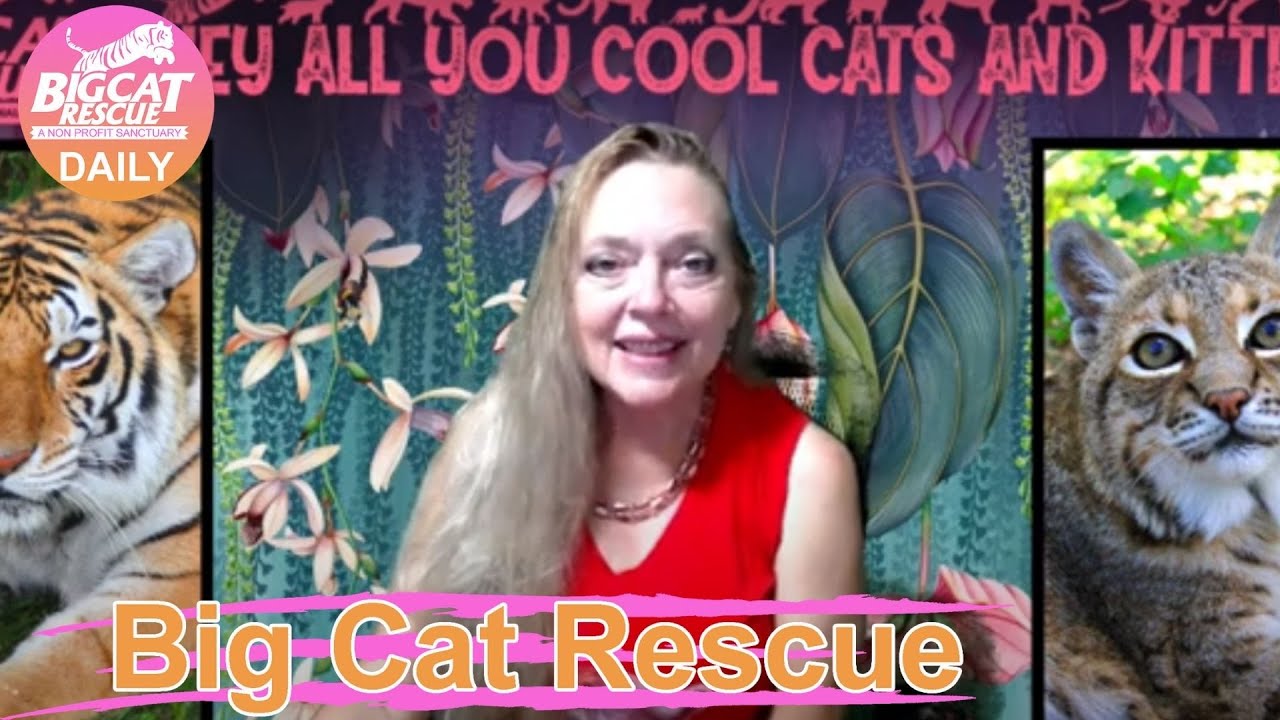 Big Cat Rescue 5 Months Into COVID-19 - YouTube