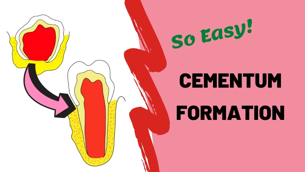 Cementogenesis | Dental Lectures - YouTube
