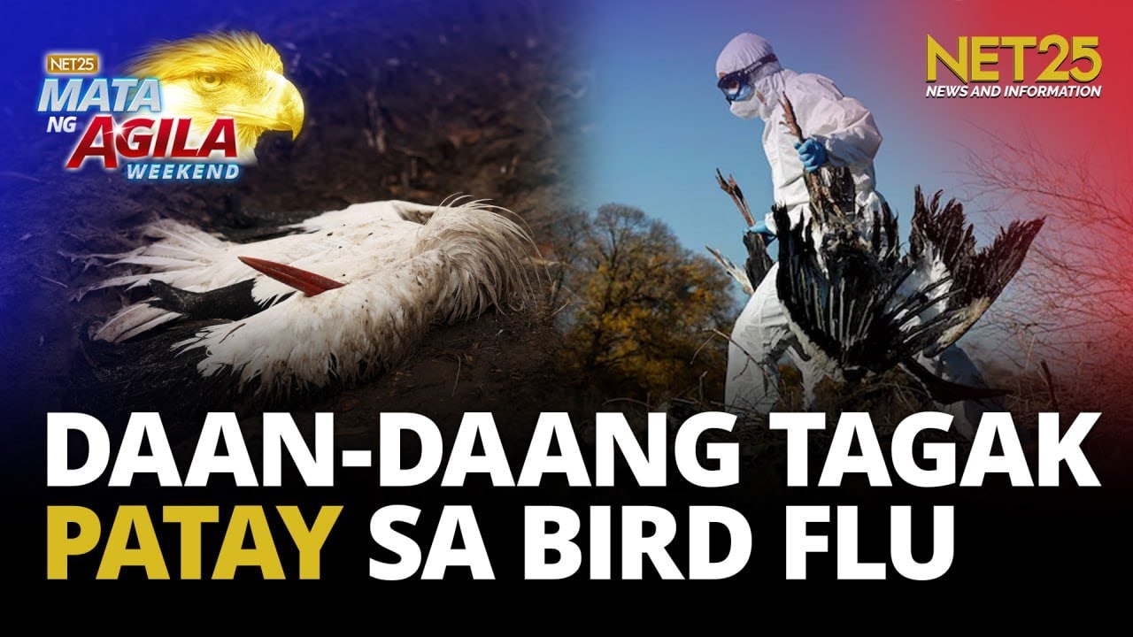 Daan-daang tagak patay sa bird flu sa Madrid - YouTube