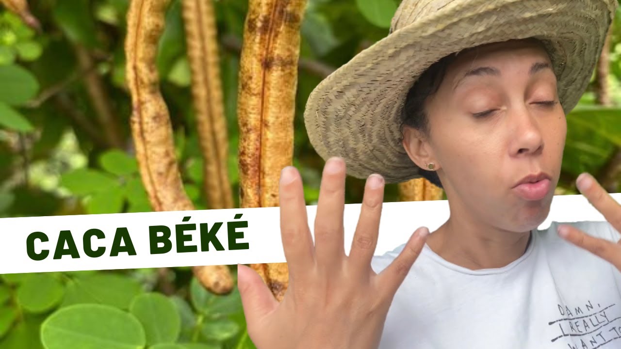 🌱Plantes médicinales /Jour 15 : le caca béké - YouTube