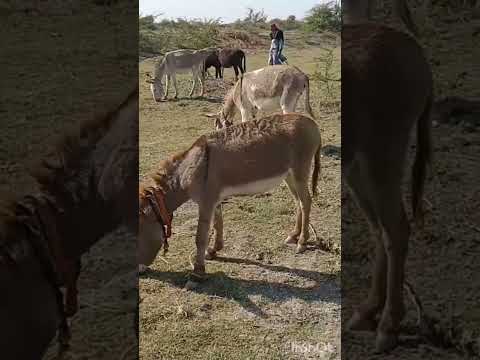 Donkeys - YouTube
