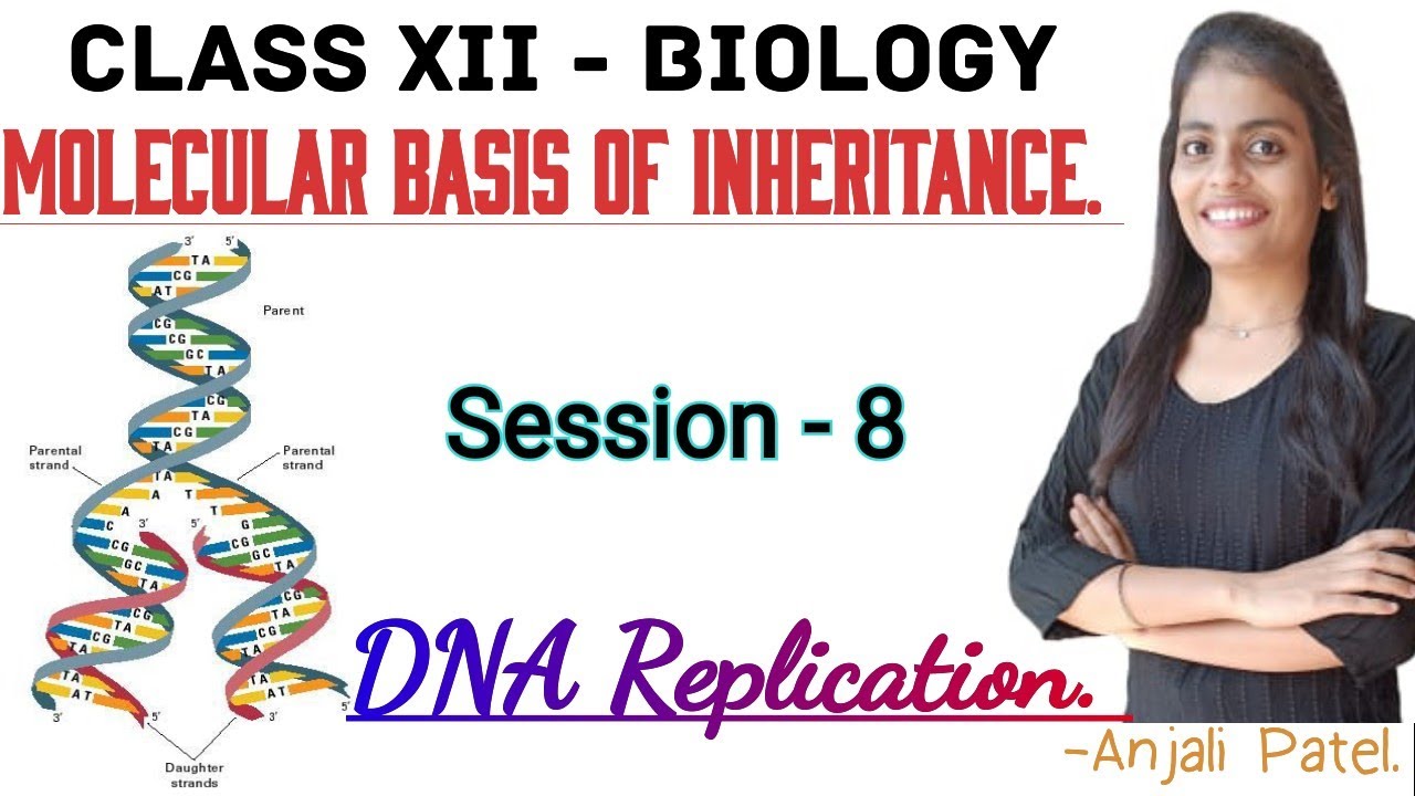 Class XII Biology - Molecular basis of inheritance - DNA Replication ...