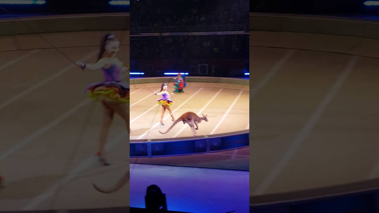 Circus Kangaroo - YouTube