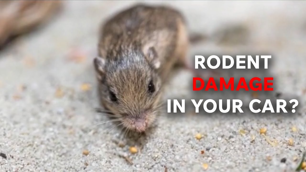 Tips for protecting your car from rodent damage in winter - YouTube