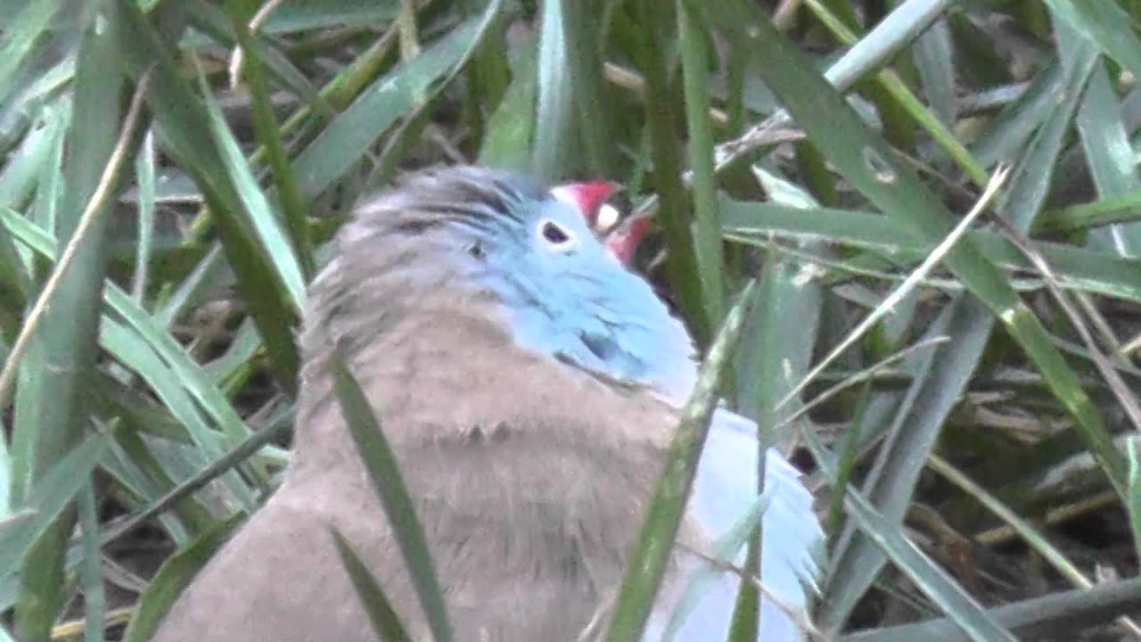red-cheeked cordon-bleu native to Africa finch bird - YouTube
