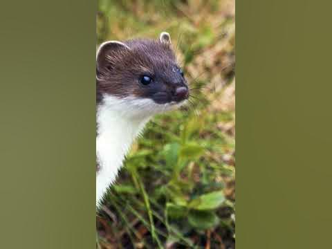 Stoat Animal Facts You Wish You Knew Before - YouTube