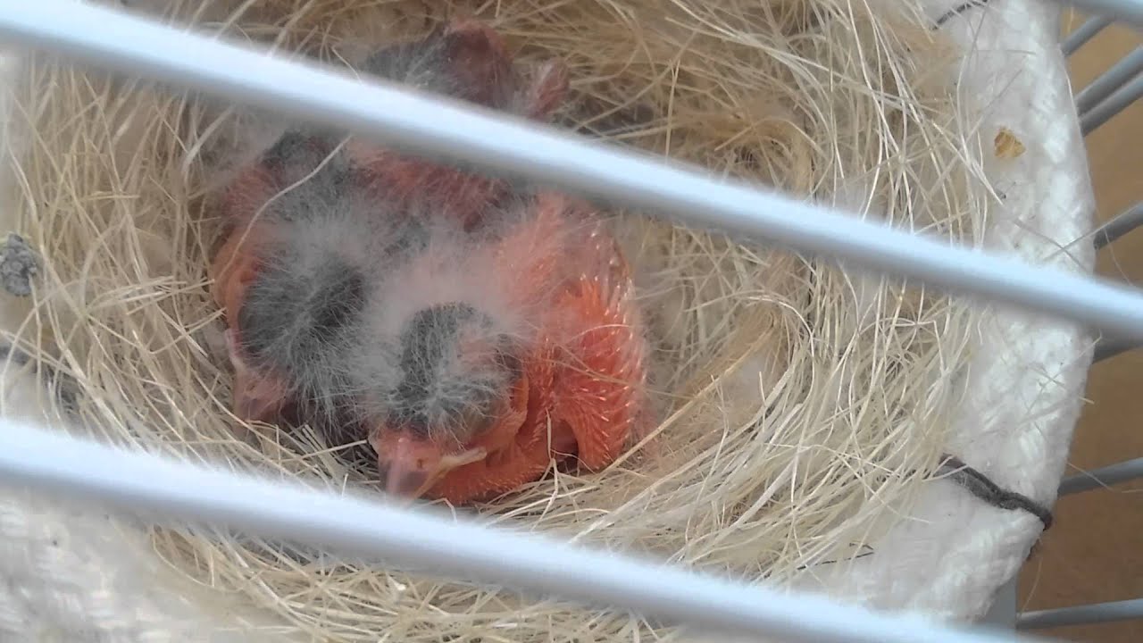 Cria de Canarios ~(Pio Rojo Mosaico por Pia Gris)~ - YouTube