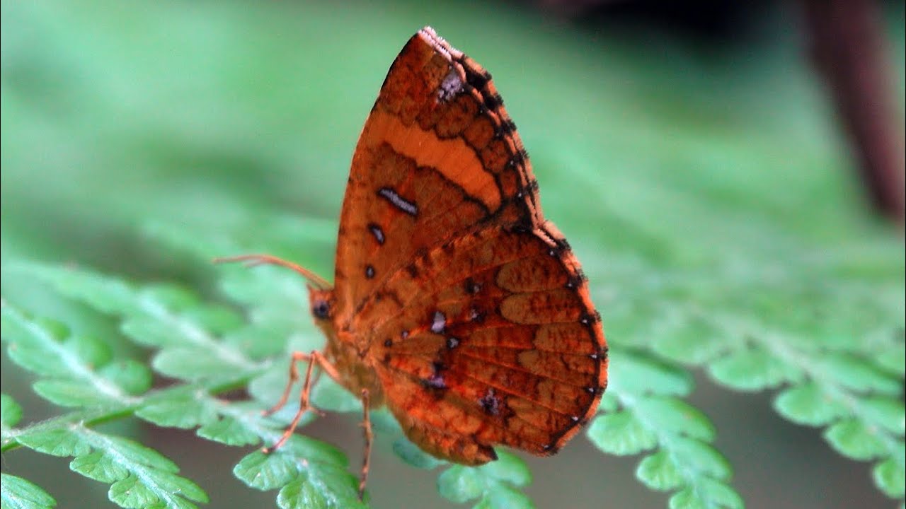 20230608 / 卓溪瓦拉米步道 / 帶錨紋蛾 (偶不素灰蝶啦！) - YouTube