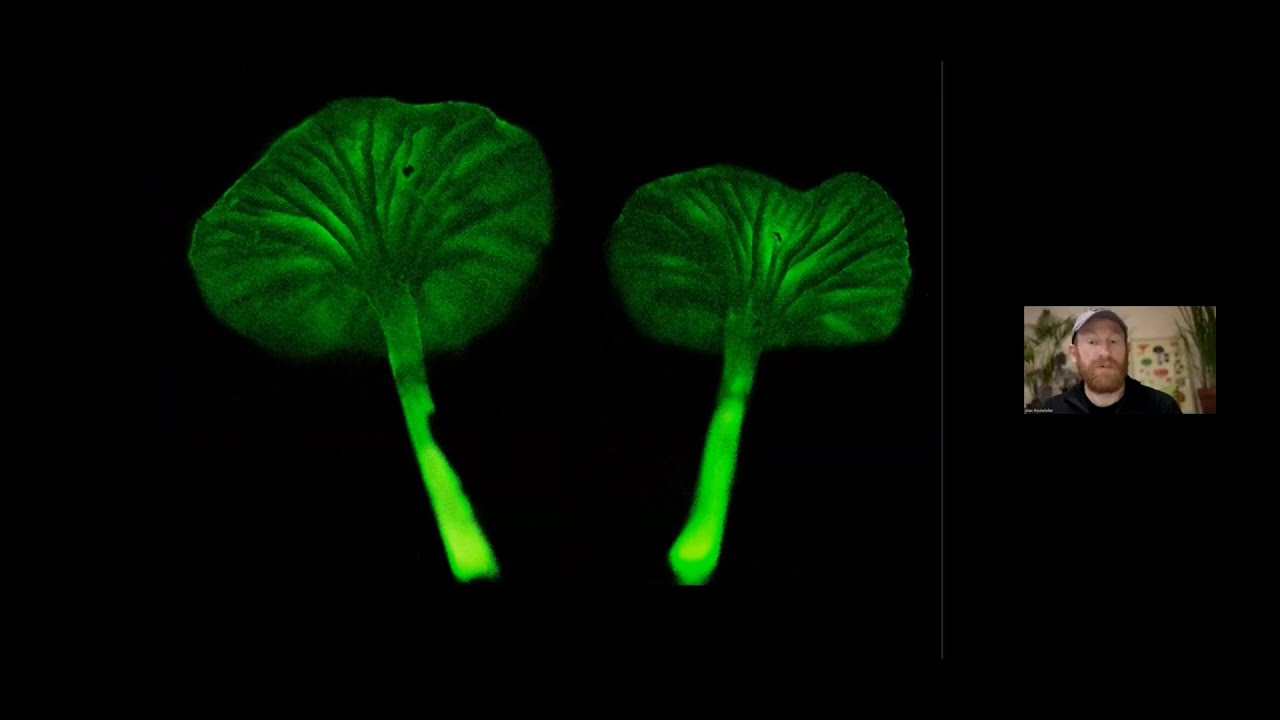 Alan Rockefeller's SVIMS talk on Bioluminescent and Fluorescent Fungi ...
