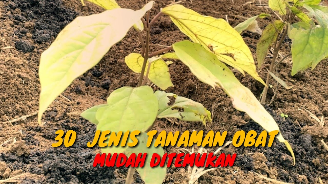 30 Jenis Tanaman Herbal - YouTube