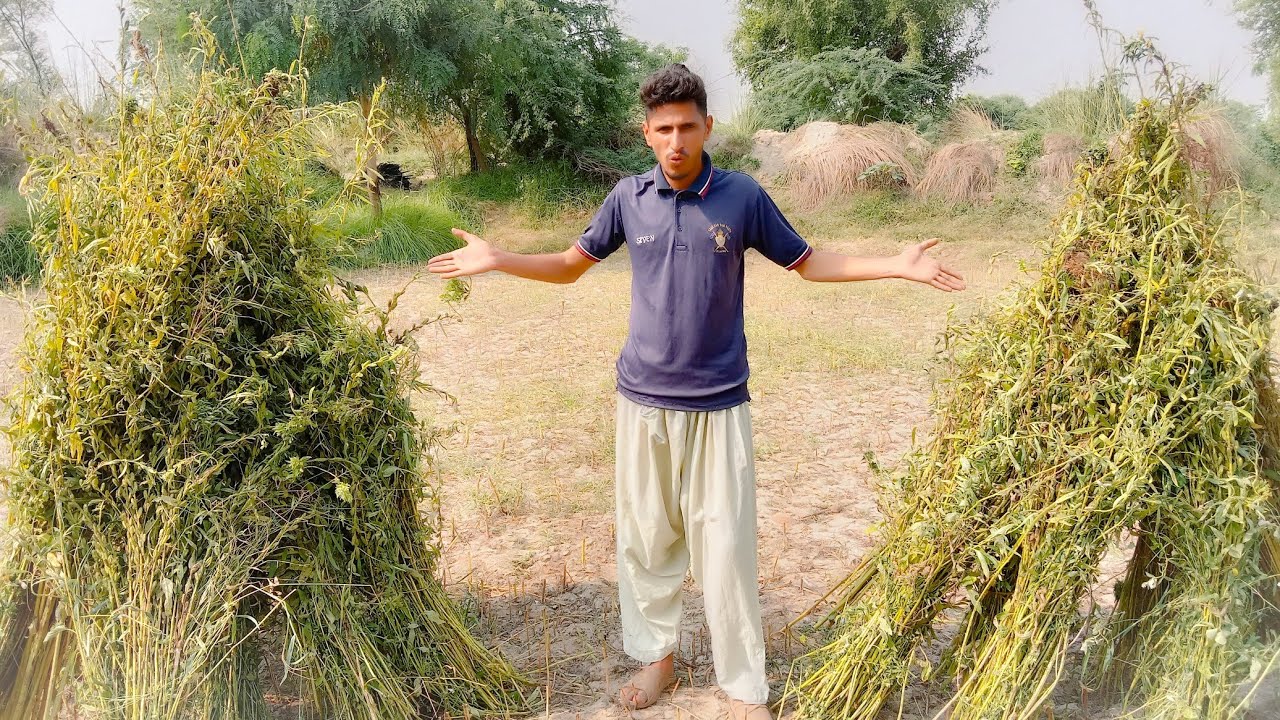 Sesame farming in Punjab Pakistan 🇵🇰 | Til ki harvesting | - YouTube