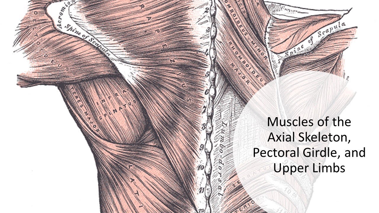 Lecture 2.4: Muscle of the Axial Skeleton and Upper Limb - YouTube