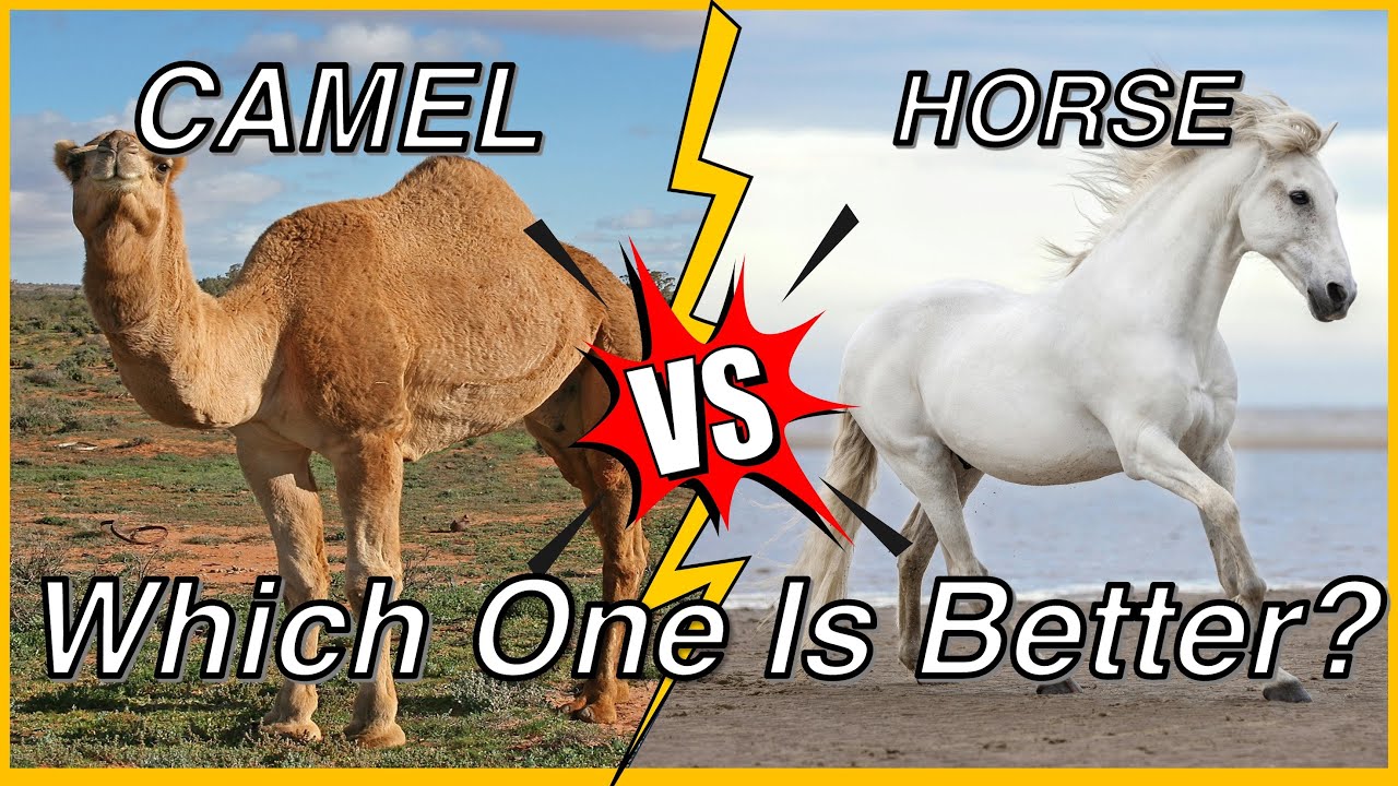 Why Camels Are Better Than Horses #horse #horses #camel #camels # ...