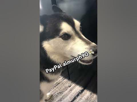 Excitable Husky (Wolfie)😂 - YouTube