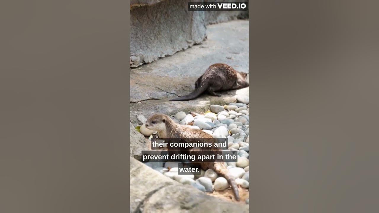 Otters “hold hands” while sleeping, so they don't float away from each other #youtube#video# ...