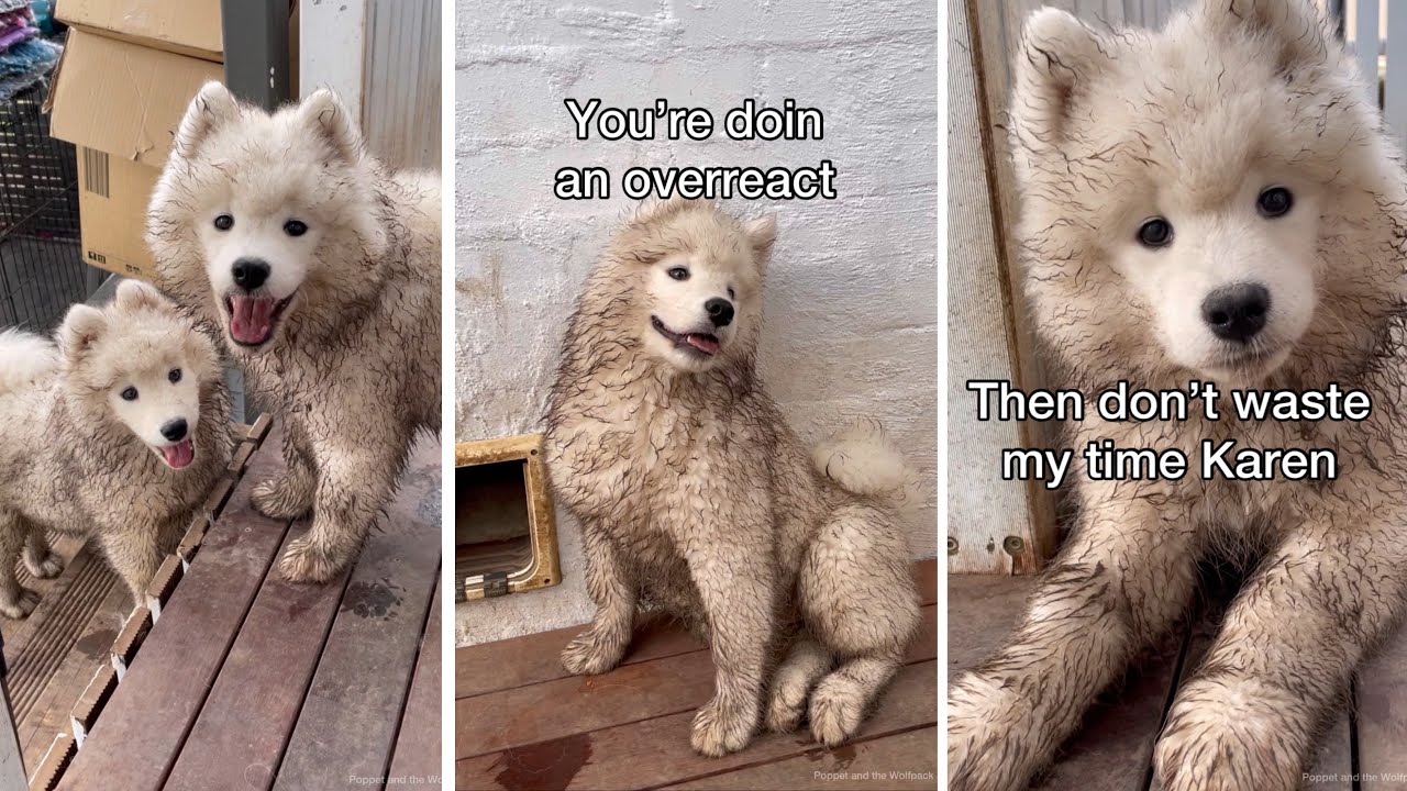 Muddy samoyed puppies having fun! - YouTube