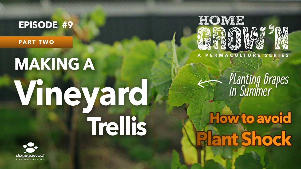 Ep #9: Making a Backyard Vineyard: Planting Grapes - YouTube