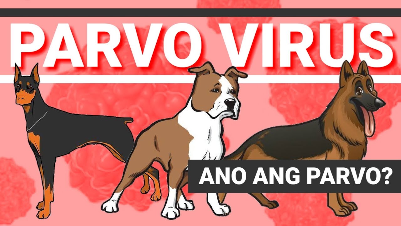 What is Parvo virus? | Treatment and prevention | PH RED TV - YouTube
