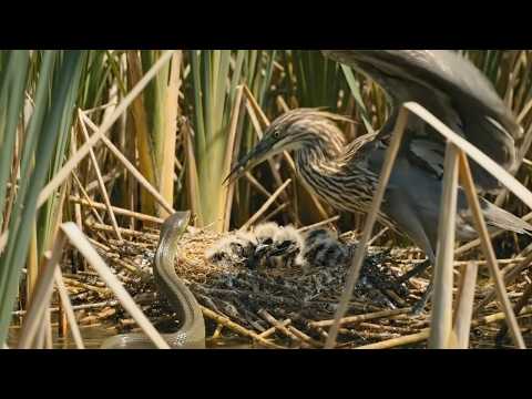 Baby Bitterns Survive a Snake Attack | Relaxing Nature Documentary