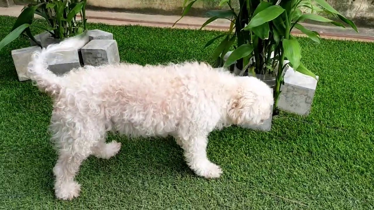 Old lady & little dog.👵♥️🐕I know that Jewjam is not satisfies, because ...