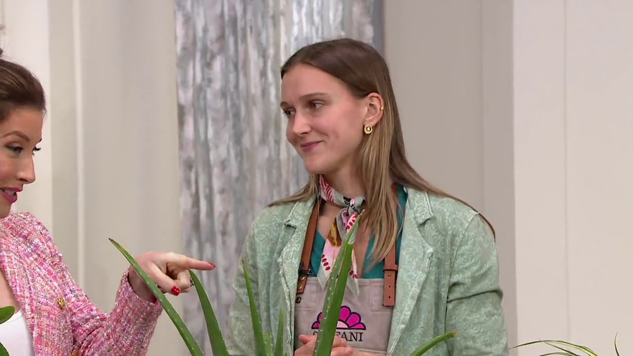 Roberta's 3-Piece Flaunt Your Foliage Houseplant Collection on QVC ...