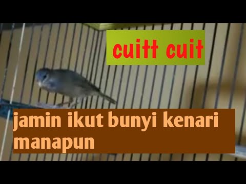 pancingan burung kenari cuit cuit memanggil - YouTube