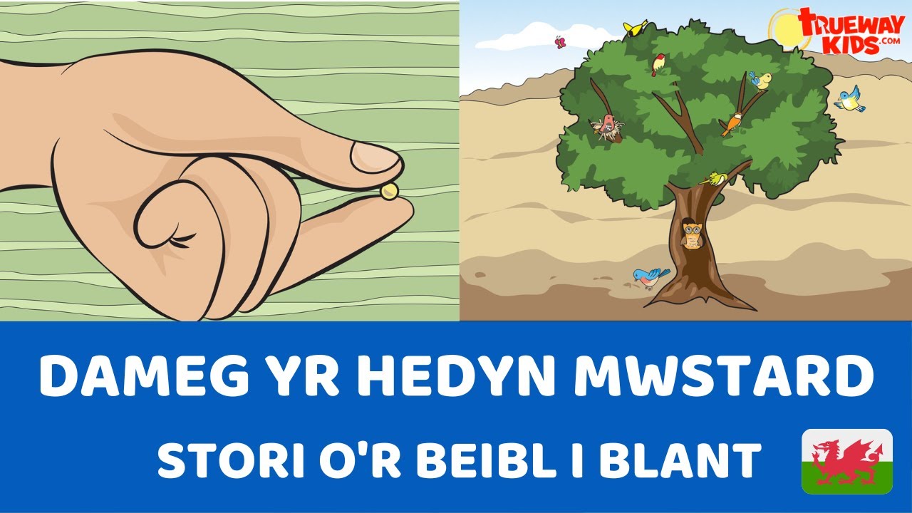 Dameg yr Hedyn Mwstard - Stori o'r Beibl i blant - YouTube