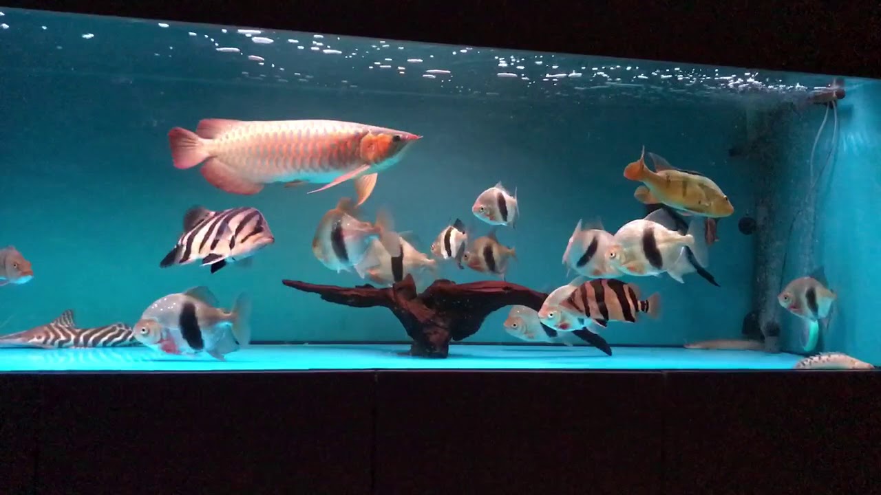 Violet fusion super red .wider bar datnoid.tigs bass community tank ...