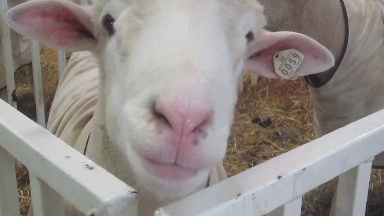 Columbia sheep - YouTube