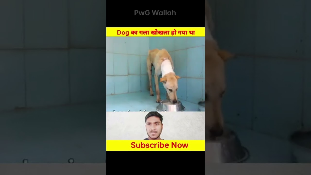 Dog 🐕 के गले में बहुत बड़ा गड्ढा हो गया था - YouTube