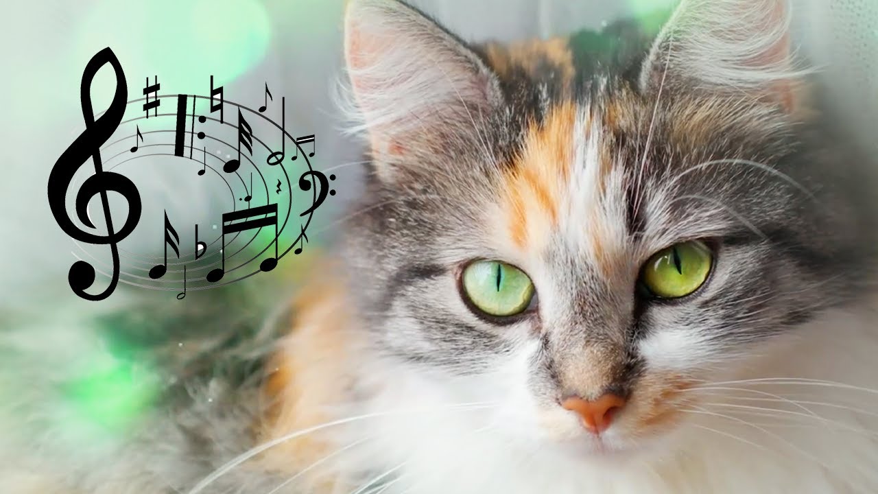 Long Music Video for Restless Cats - 528 Hz Deep Soothing Music for ...