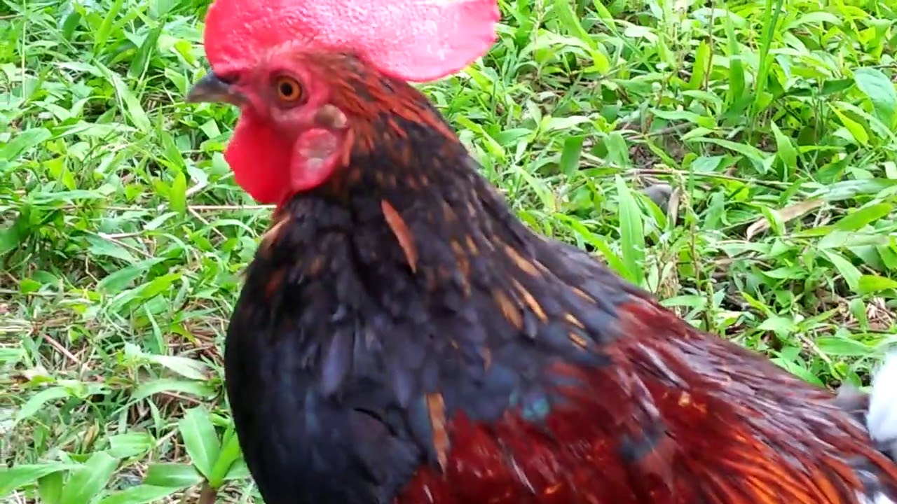 qaib hmoob qua phem - YouTube