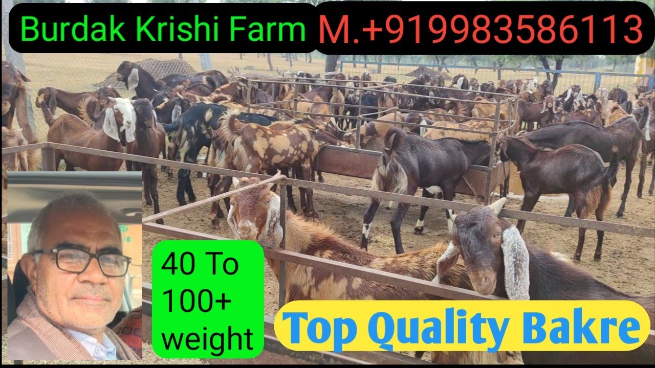 Best Quality Bakre ( Burdak Krishi Farm ) @Sadeensar Goat Farm - YouTube