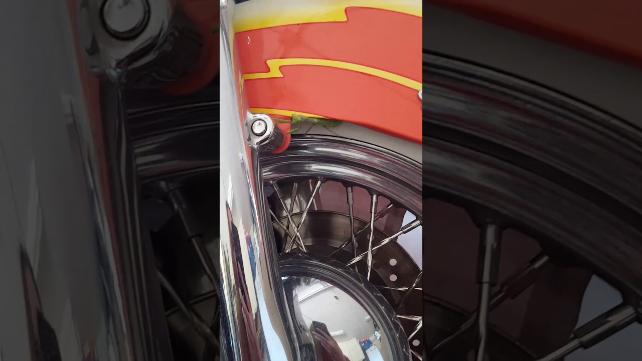 Praying Mantis on motorcycle!! - YouTube