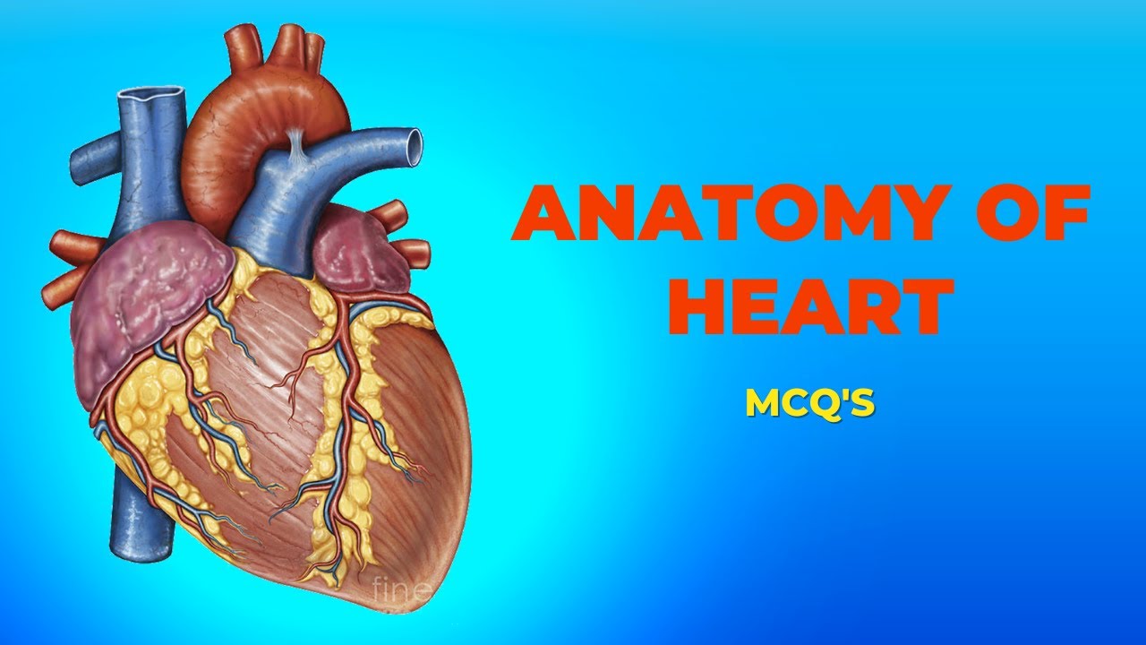 Anatomy of Heart l Parts of Heart MCQ's. - YouTube